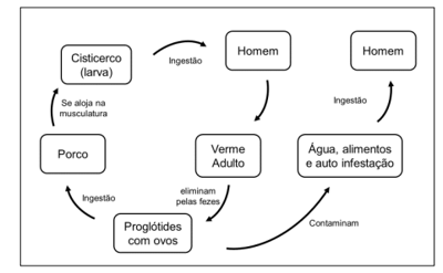Questão A figura abaixo representa um esquema do ciclo de vida da ...